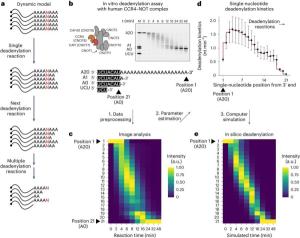 IBS-KAIST, 자체 개발 단일핵산 분석법 적용 'mRNA 꼬리 분해 기전' 규명 - 충청뉴스